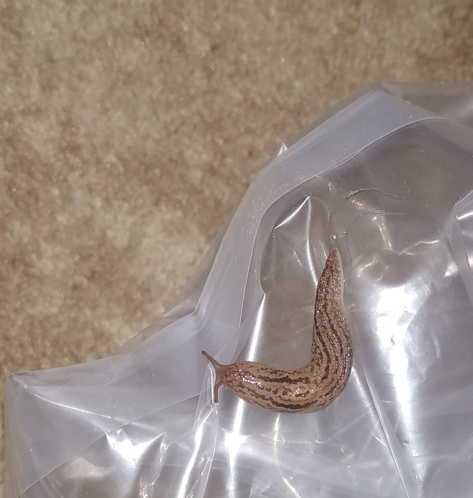 Slugs! | MIG Welding Forum