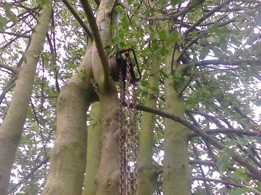Using a chain lift to pull tree roots out. (Pics) | MIG Welding Forum