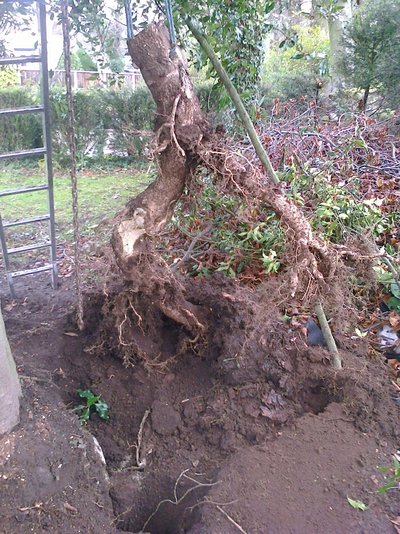 Using a chain lift to pull tree roots out. (Pics) | MIG Welding Forum